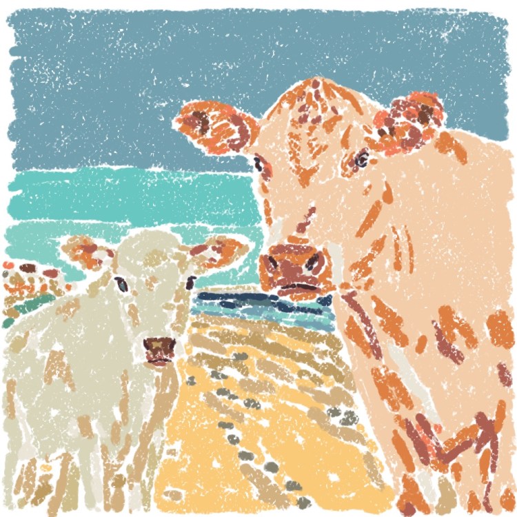The Cows Who Swam Through a Hurricane